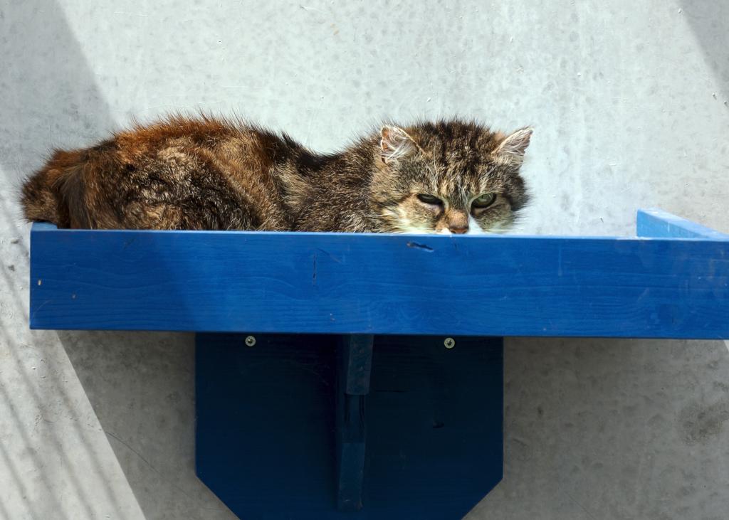 Melly - Tierschutzverein Deggendorf