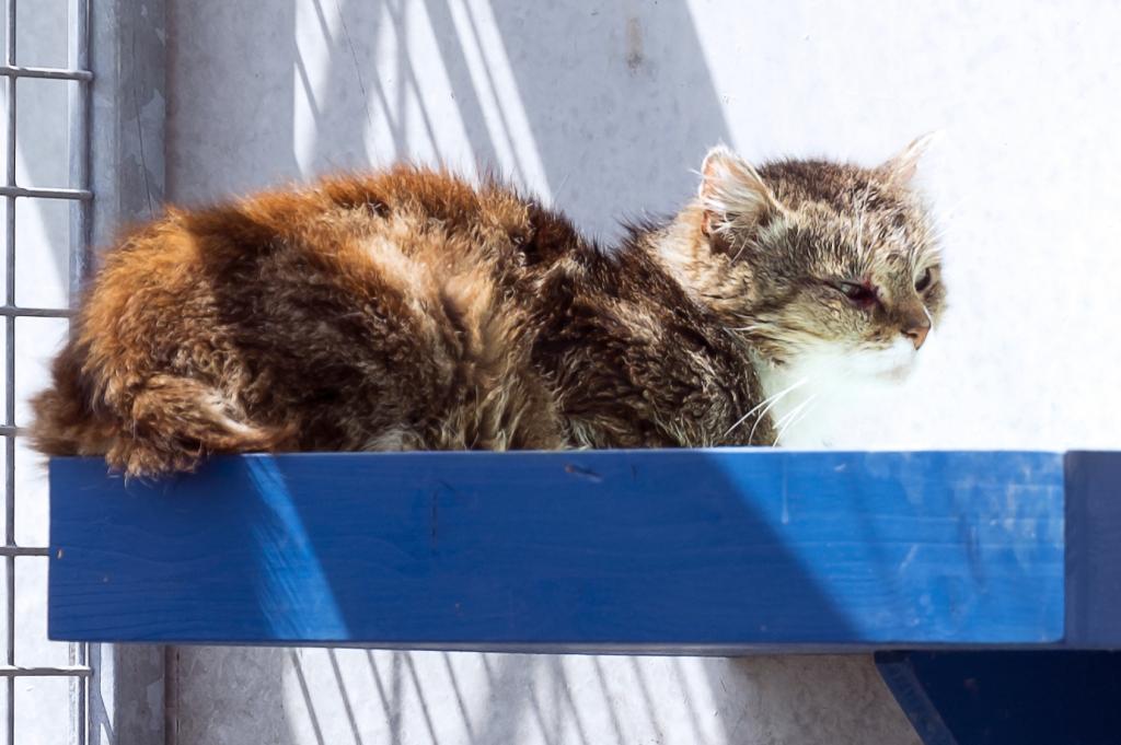 Melly - Tierschutzverein Deggendorf