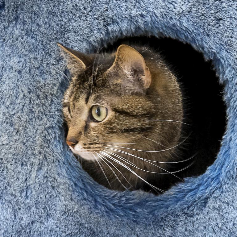 Kati - Tierschutzverein Deggendorf