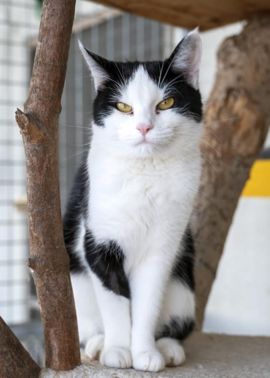 Lilo - Tierschutzverein Deggendorf