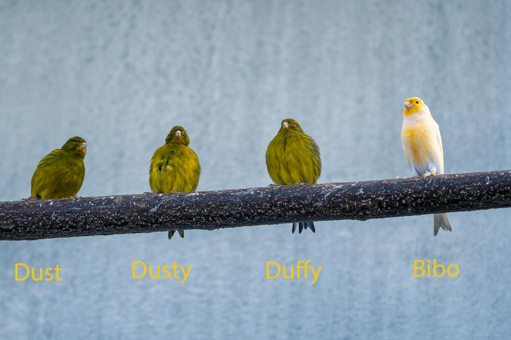 Dust, Bibo, Dusty und Duffy - Tierschutzverein Deggendorf