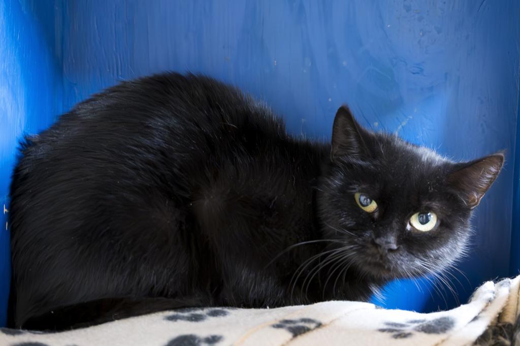 Viola - Tierschutzverein Deggendorf