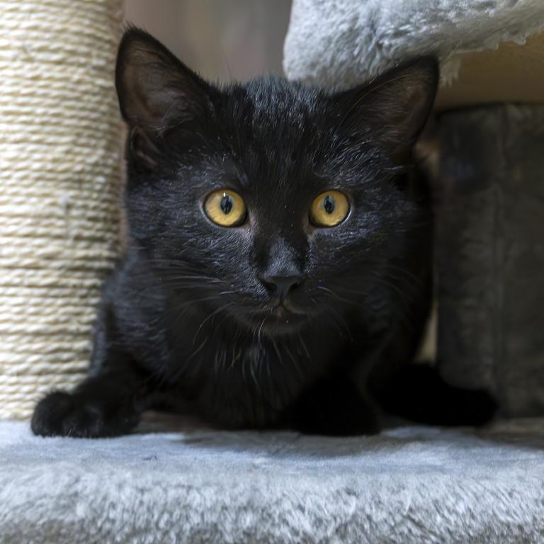 Meiko - Tierschutzverein Deggendorf