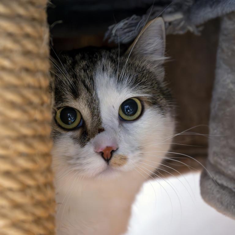 Horsti - Tierschutzverein Deggendorf