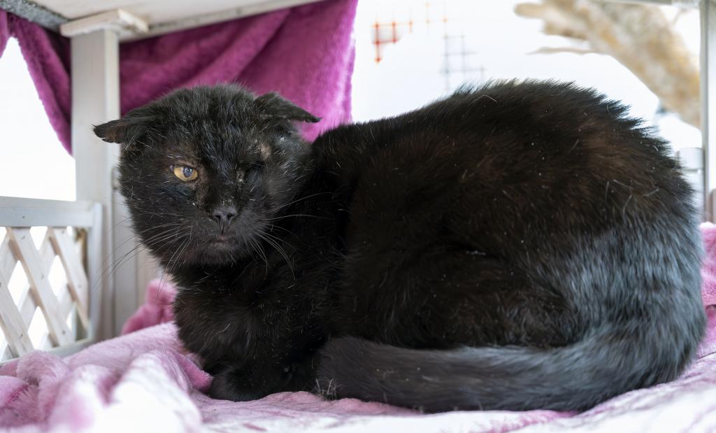 Augustin - Tierschutzverein Deggendorf