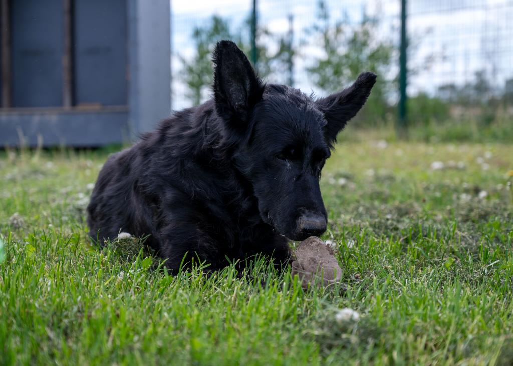 Olaf - Tierschutzverein Deggendorf
