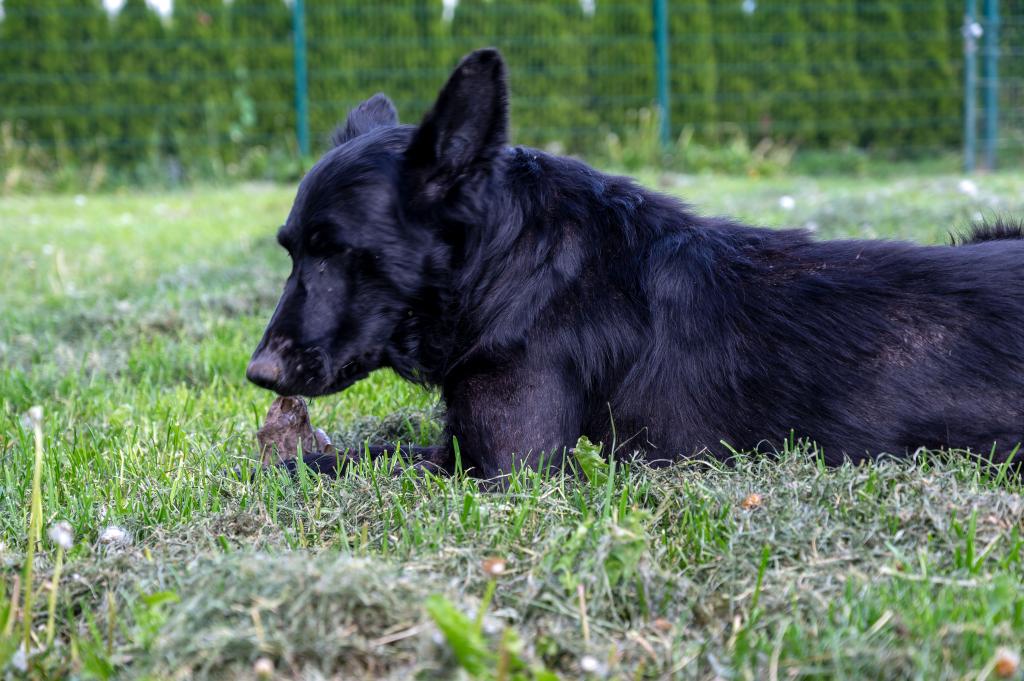 Olaf - Tierschutzverein Deggendorf