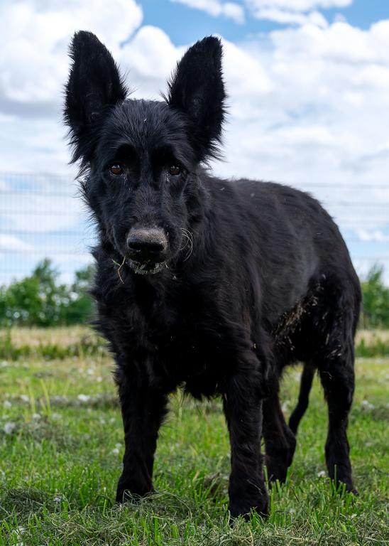 Olaf - Tierschutzverein Deggendorf