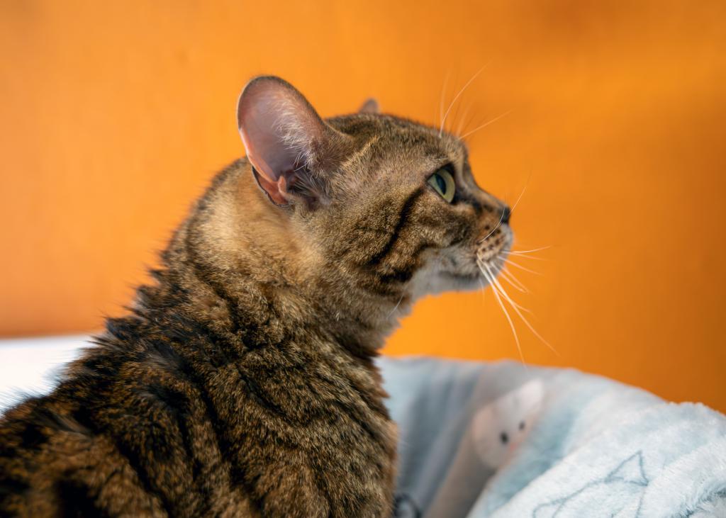 Luise - Tierschutzverein Deggendorf