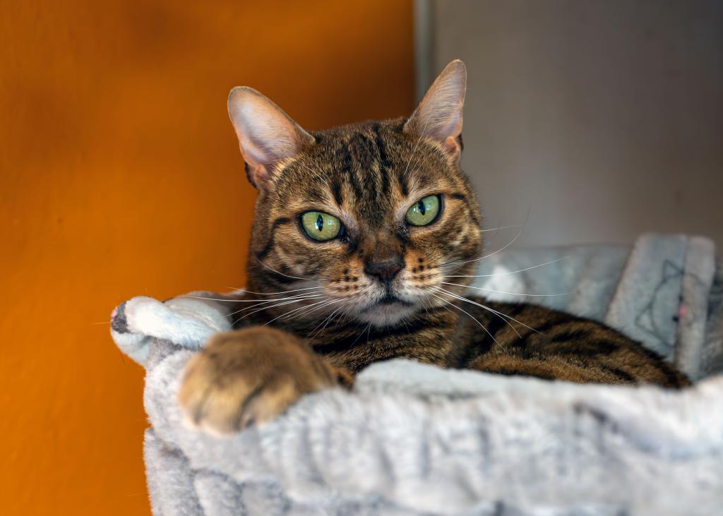 Luise - Tierschutzverein Deggendorf