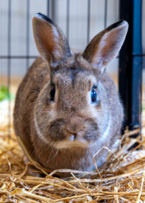 Hannah - Tierschutzverein Deggendorf