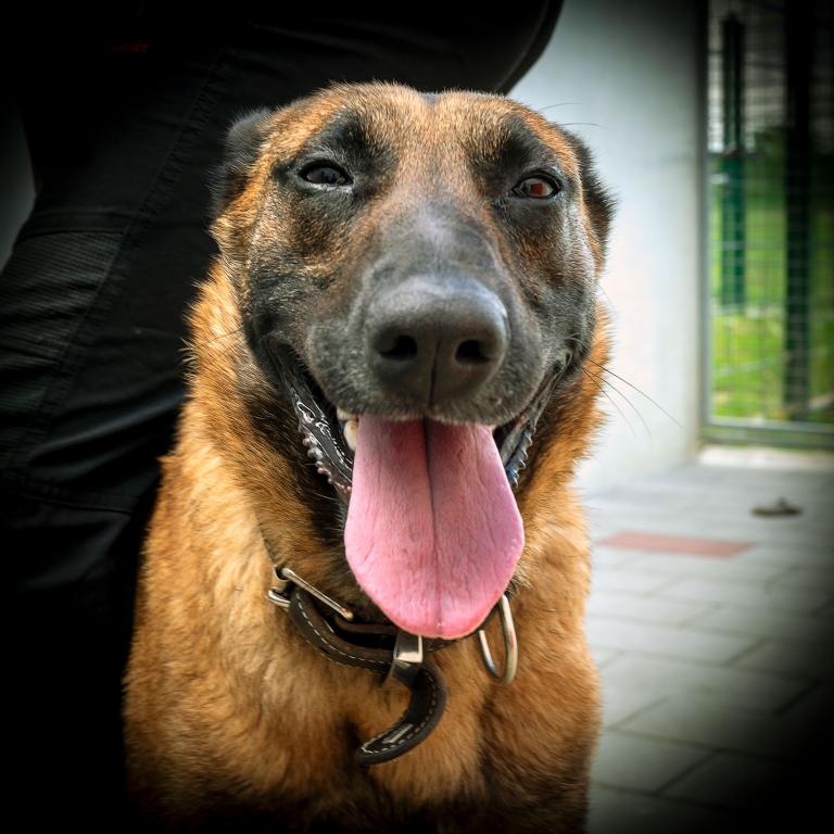 Hera - Tierschutzverein Deggendorf