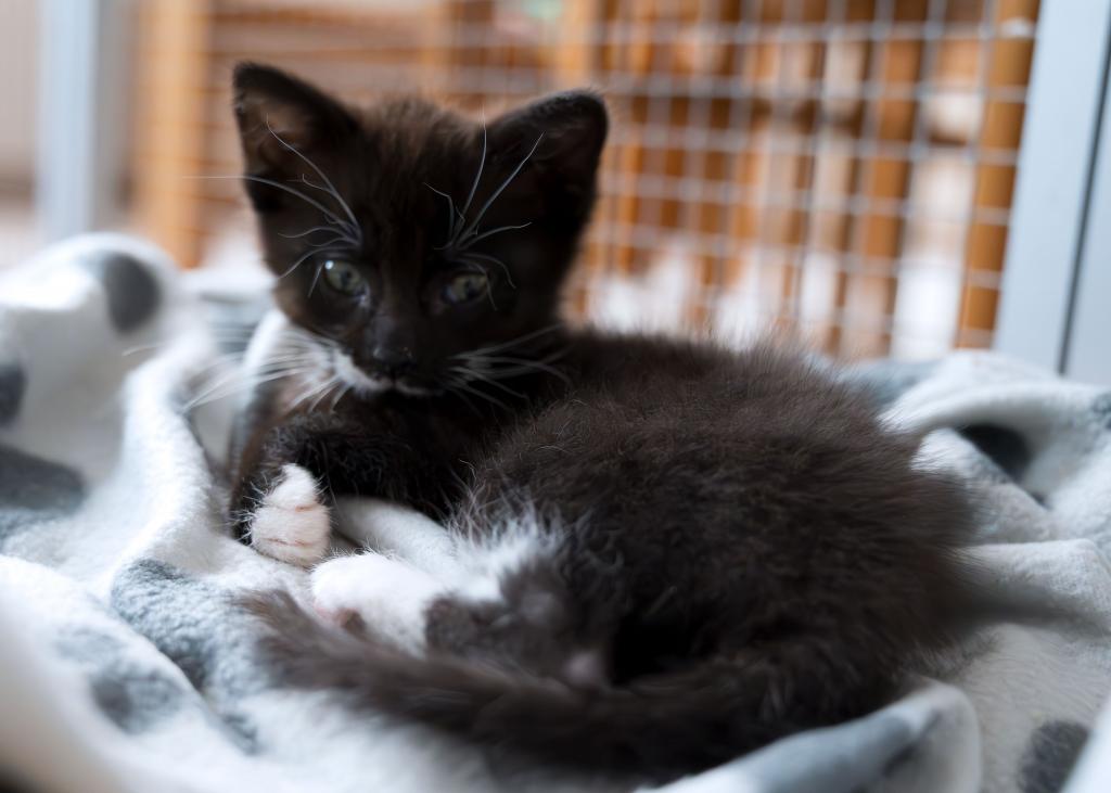 Kuroo mit Kito - Tierschutzverein Deggendorf