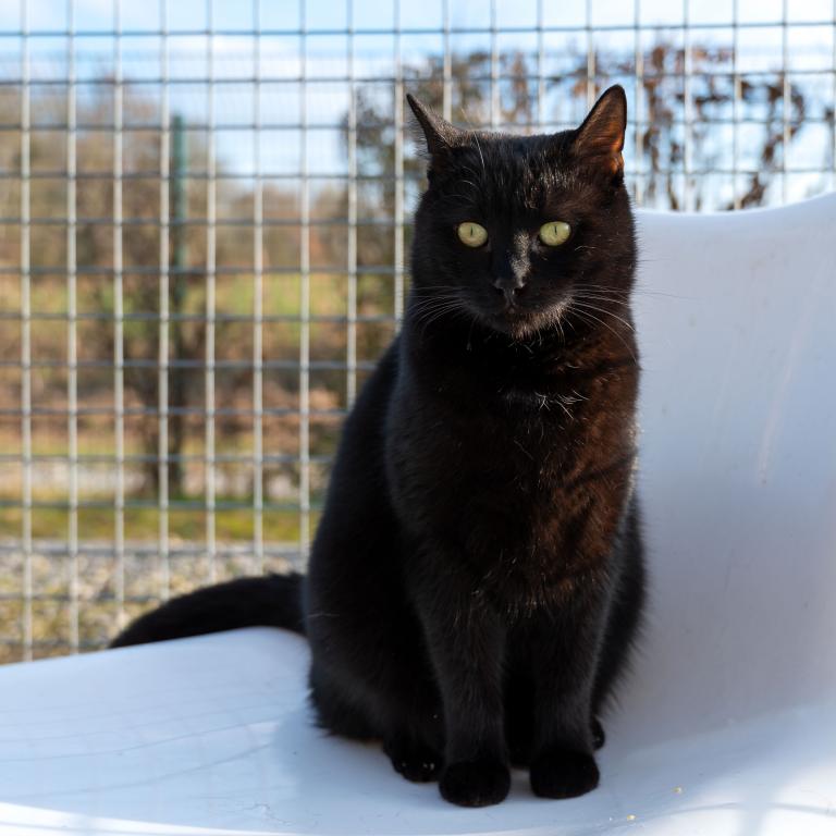 Timon - Tierschutzverein Deggendorf