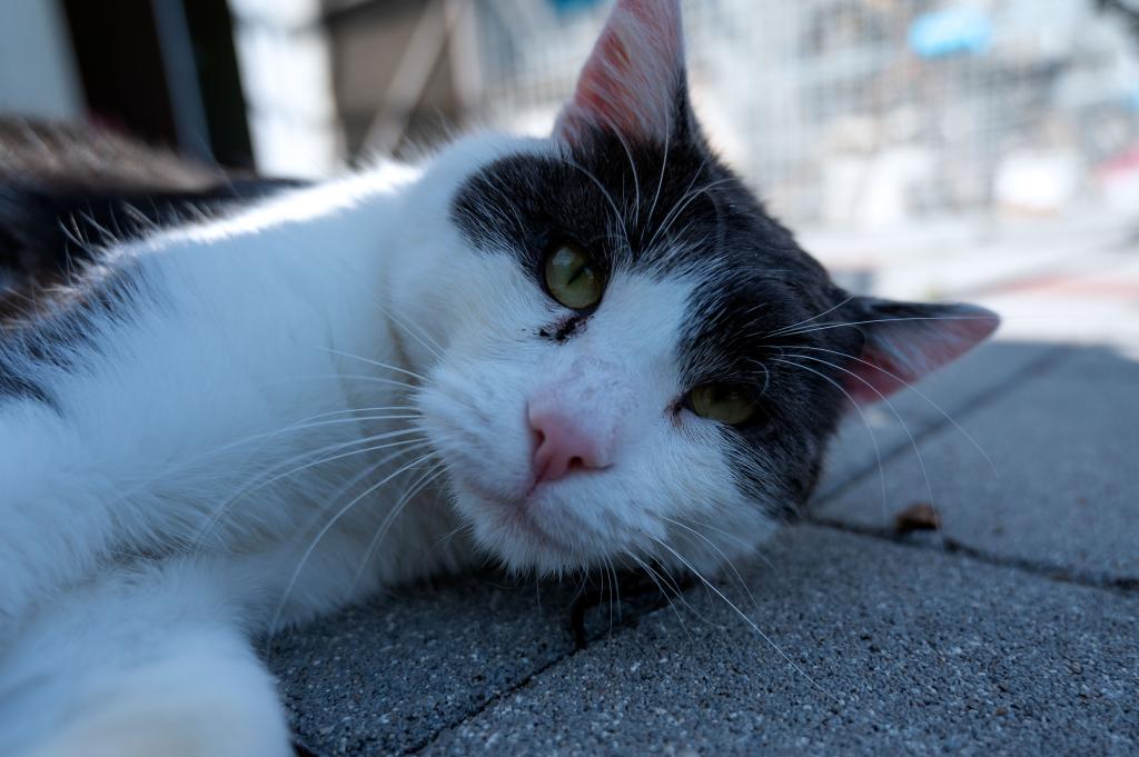 Otis - Tierschutzverein Deggendorf