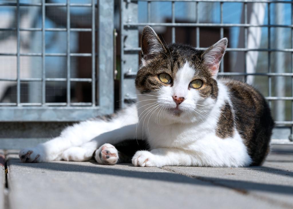 Tinka - Tierschutzverein Deggendorf